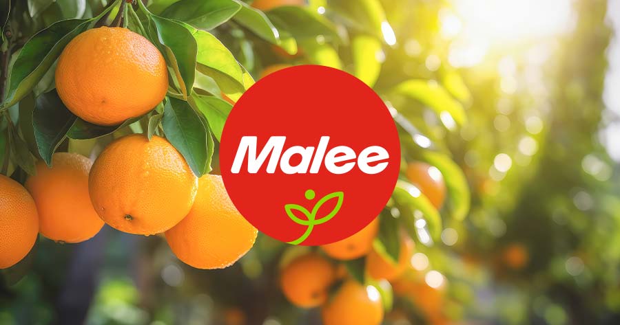 MALEE บวก 4% ลุ้นกำไร Q2 โตต่อรับยอดขายเพิ่ม ดันทั้งปี "เทิร์นอะราวด์"